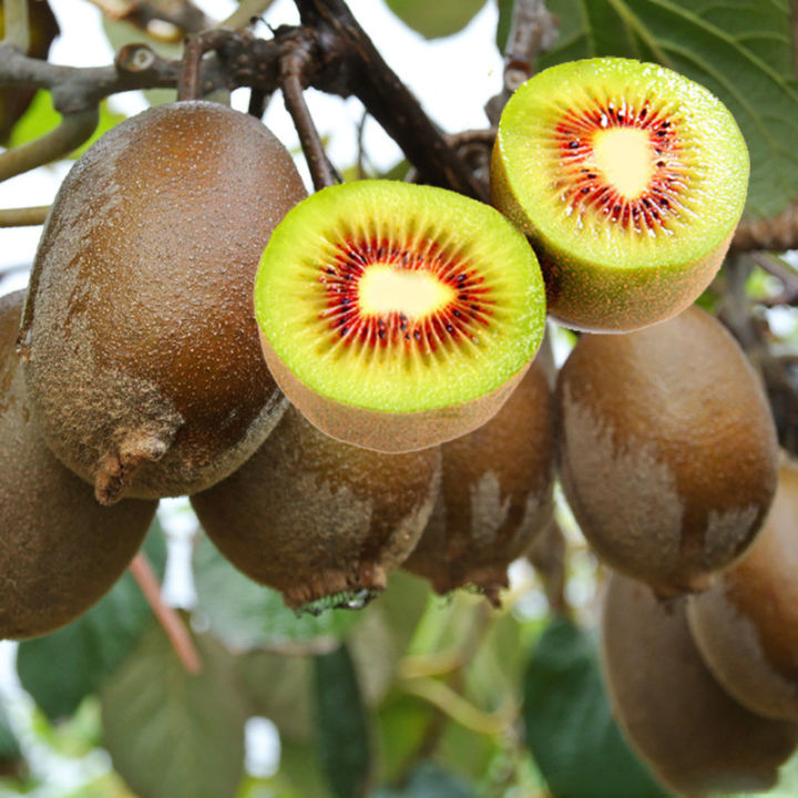 Edible fruit plant seeds, kiwifruit seeds, rare red heart planting ...