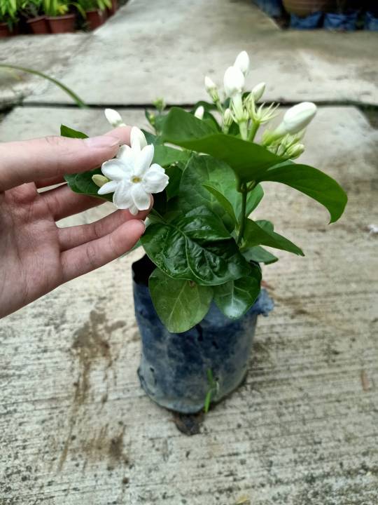 Bunga Jasmine Melur Wangi 茉莉花 | Pokok Bunga Jasmine Hidup | Fragrant ...