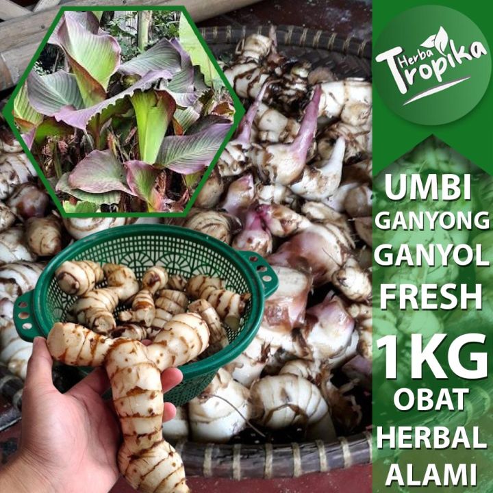 Umbi Ganyong Ganyol Segar 1 kg premium toko herba tropika | Lazada ...