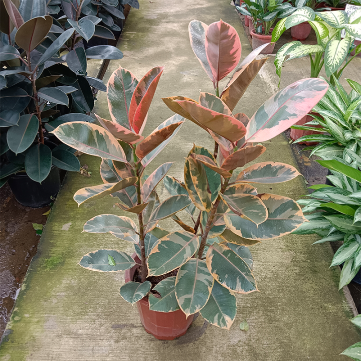 [Plantopia] Ficus elastica Ruby 红宝石印度榕 | Pokok Hidup | Real Live Plant ...