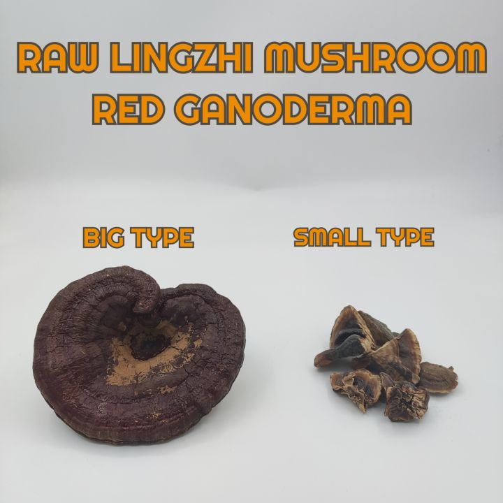 PREMIUM RAW Red Lingzhi Mushroom Red Ganoderma 100% PURE (FARM) | Lazada