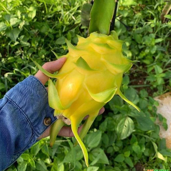 Ready Stock 100pcs Tropical Fruit Tree Hybrid Pitaya Seeds Dragon Fruit ...