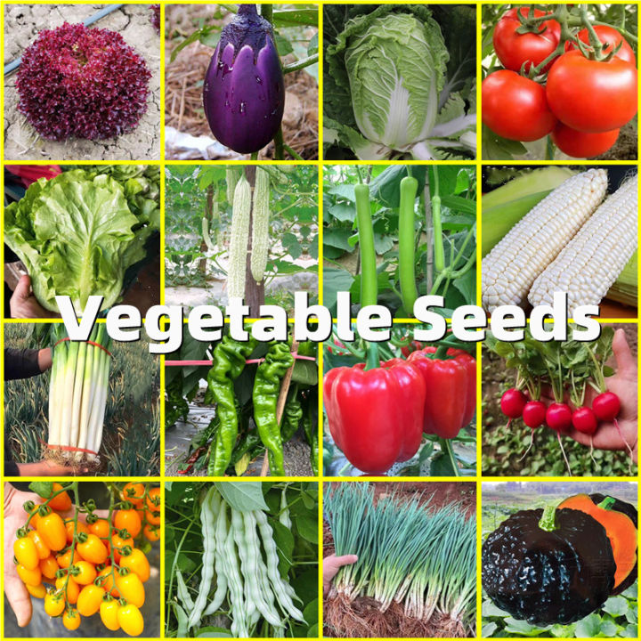 Vegetable Seeds - High Germination Rate Veggies Seeds for Sale Plants ...