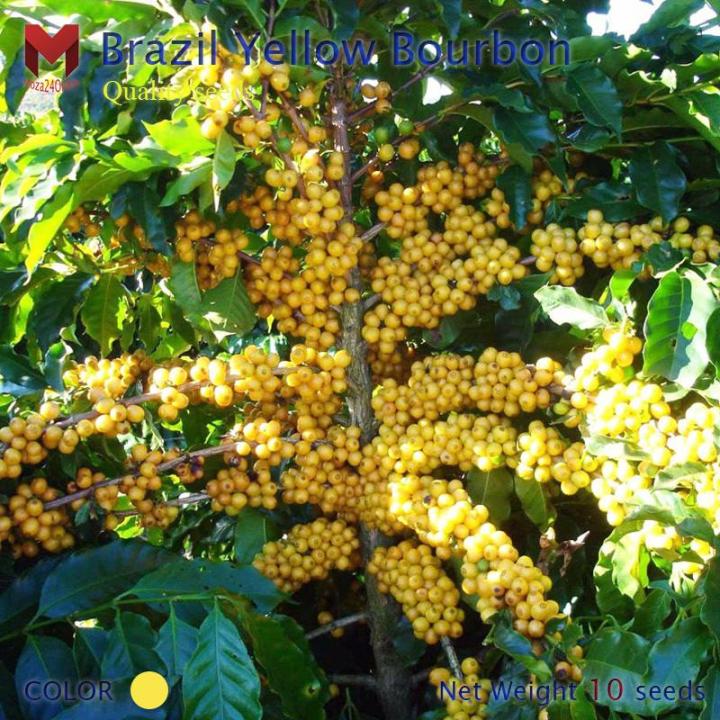 พันธุ์กาแฟเหลืองบราซิล Brazil Yellow Bourbon สุดยอดสายพันธุ์กาแฟระดับโลกแห่งอเมริกาใต้ (20เมล็ด ...