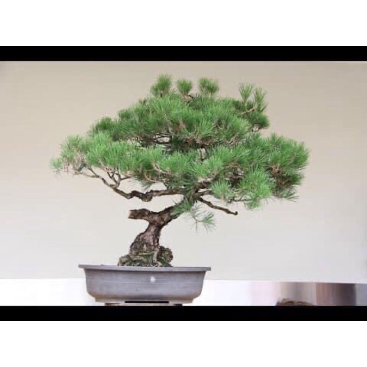 Pokok Pine ekor kuda Pinus carribean real Plant hotselling indoor ...