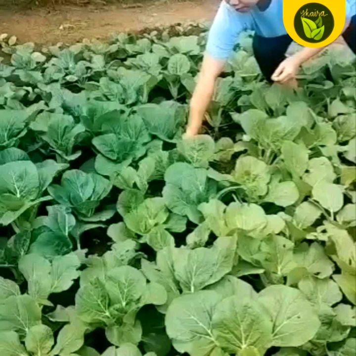 Pechay Seeds 100 Seeds Outdoor Garden Plant | Lazada PH