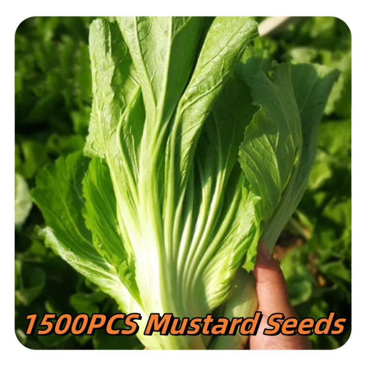 1500PCS Mustasa Seeds/Chinese Mustard High germination rate vegetable ...