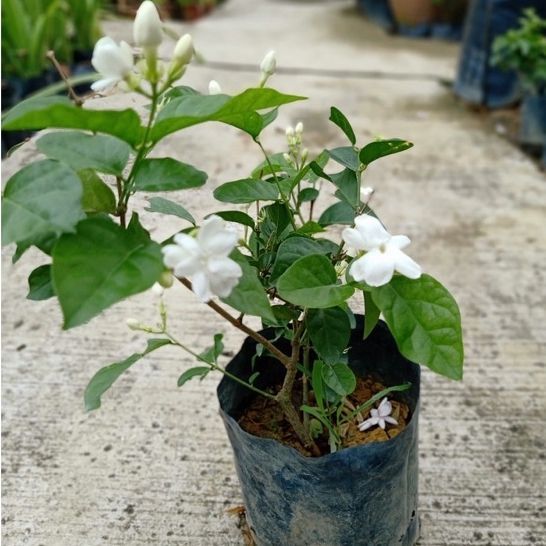 Real Plants Fragrant Jasmine Plant Jasminum Sambac Arabia Jasmine ...