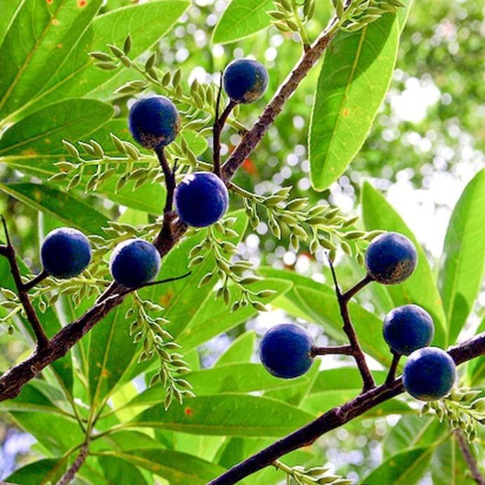 Tanaman Jenitri atau Genitri | Lazada Indonesia