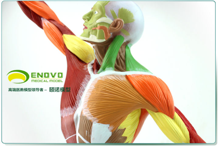 Painted structure model of imported genuine human body movement shallow ...