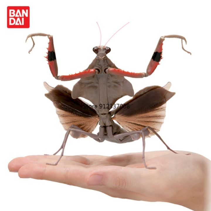 Bandai Gashapon Figurine Deroplatys Brancsikia Parablepharis Biology ...