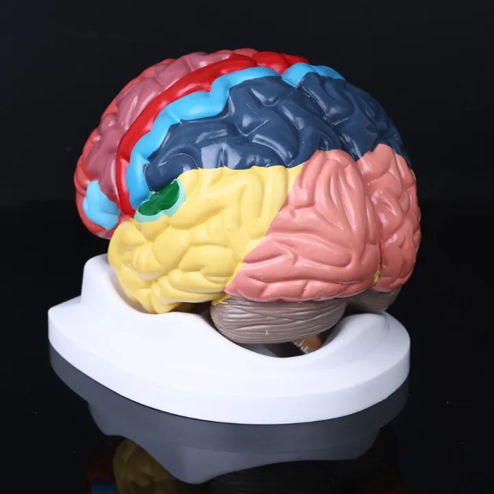 Life Size Human Brain Functional Area Model Anatomy for Science ...