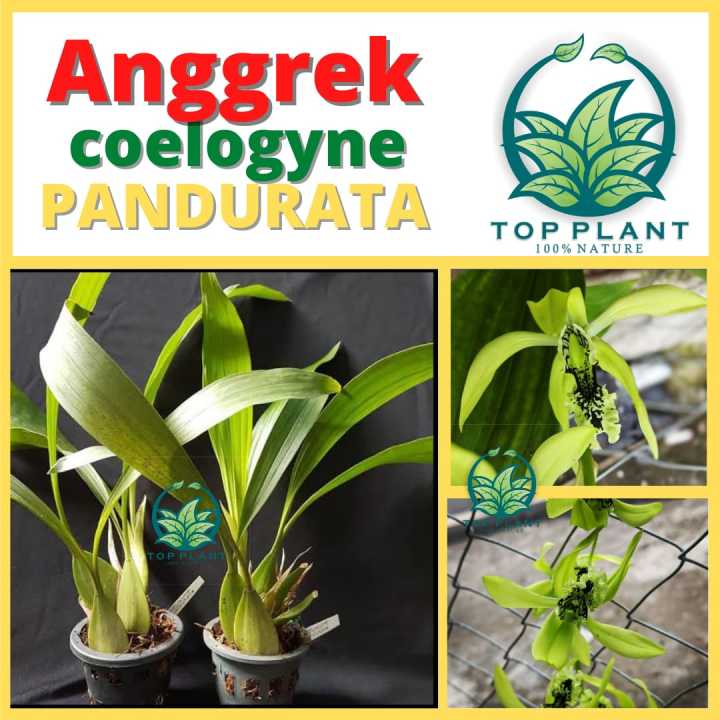 Tanaman Hias Bunga Anggrek Hitam - Coelogyne Pandurata | Lazada Indonesia