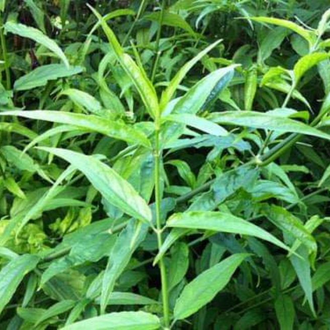 Sabah Snake Grass (Pokok Belalai Gajah) Polybag | Lazada