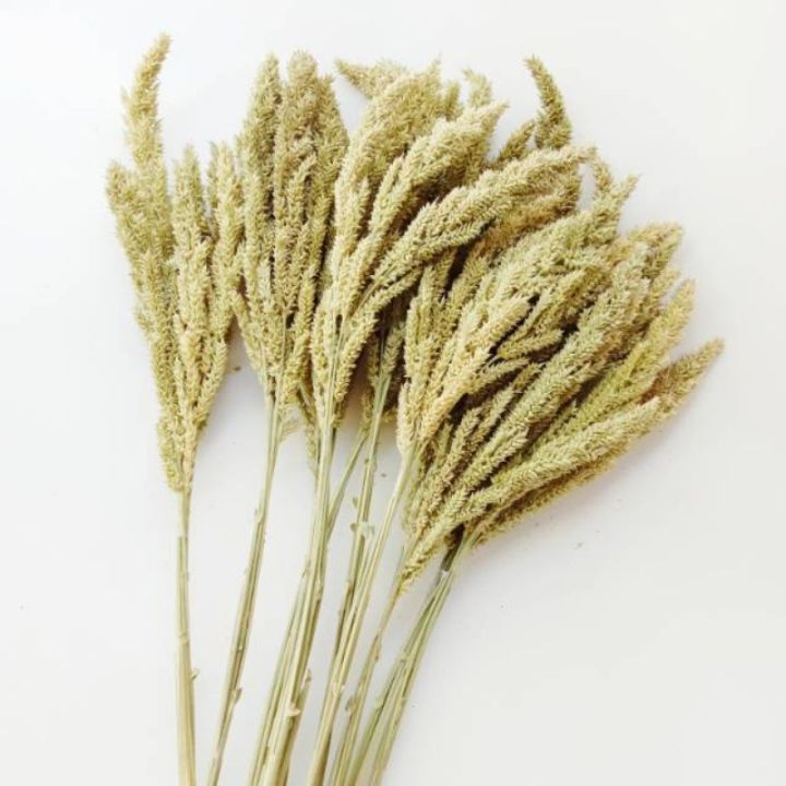 1BUNCH TRIGO/DRIED FLOWERS/HOME DECOR | Lazada PH