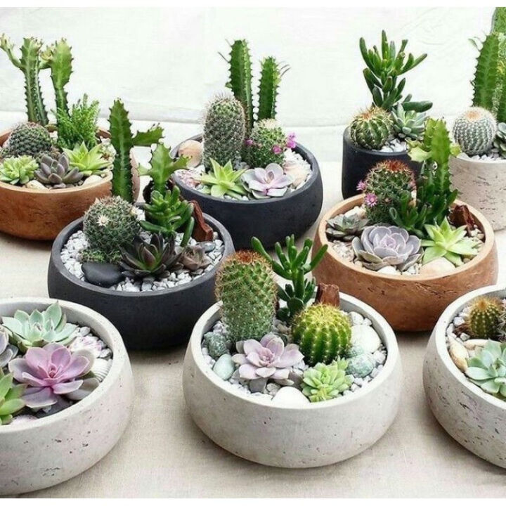 [1 PLANT/POT] REAL LIFE CACTUS SUCCULENT POKOK HIDUP CACTI KAKTUS | Lazada