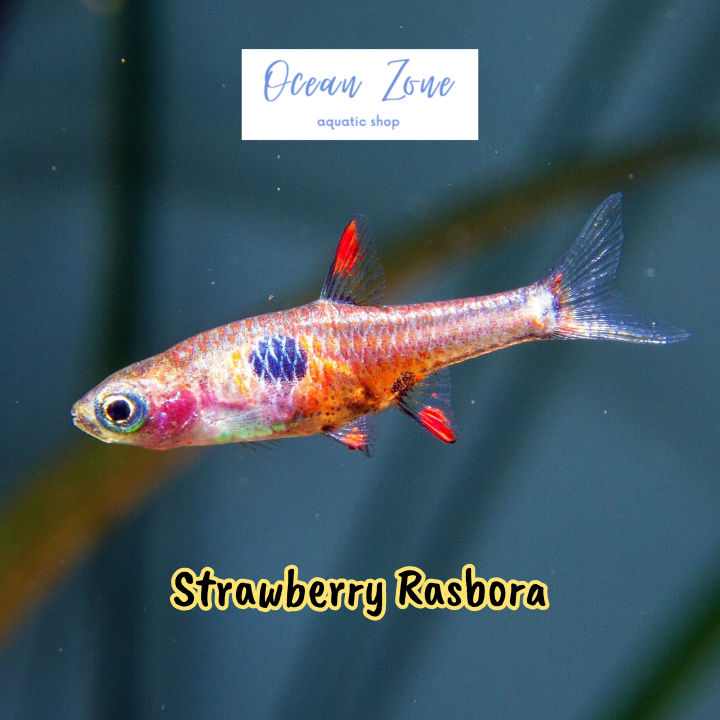 【Ocean Zone】Strawberry Rasbora (Live Fish with DOA) | Lazada