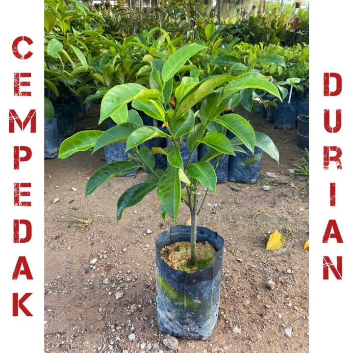 Pokok Cempedak durian thai (hybrid) murah/ cempedak durian | Lazada