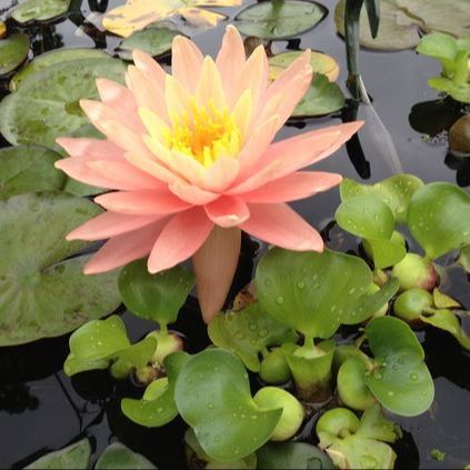 30 เมล็ด ดอกไม้ บัวฝรั่ง บัว บัวสวยงาม Water lily Nymphaea Seeds สาย ...