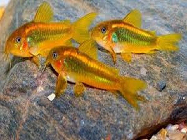 [Livestock] Gold Laser Cory | Simply Aquatics | Aquatic Fish | Aquarium ...