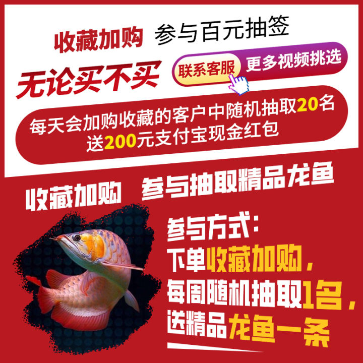 Indonesian arowana arowana fry live large-scale training arowana ...