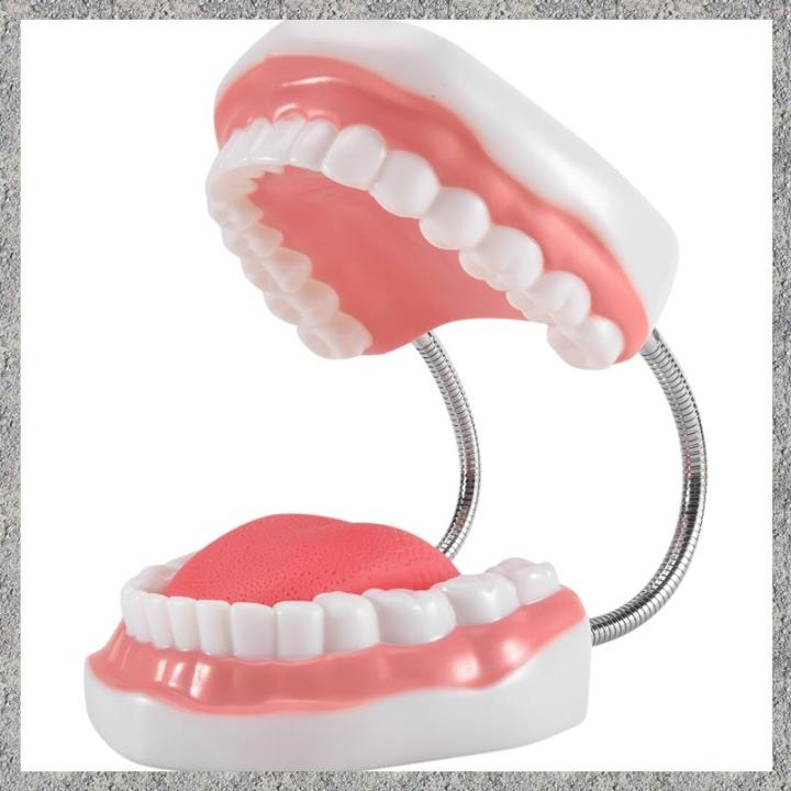 (DGHV) Teeth Mouth Model 6X Enlarged with Metal Hinge, Complete Set ...