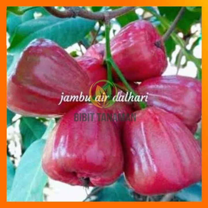 Bibit Jambu Air Dalhari Hasil Okulasi | Lazada Indonesia