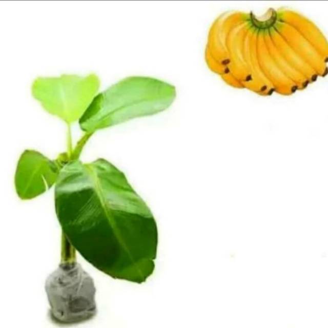 Bibit Tanaman pohon pisang raja - pohon pisang raja | Lazada Indonesia