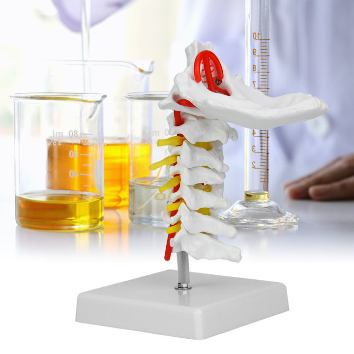 Cervical Vertebra Arteria Spine Spinal Nerves Anatomical Model for ...