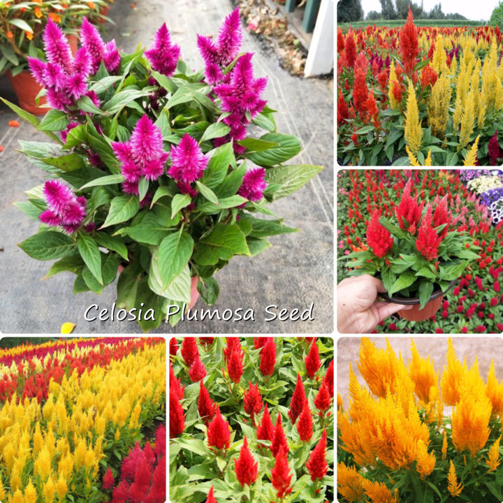 [Fast Germination] Singapore Ready Stock 200pcs Mixcolor Celosia ...