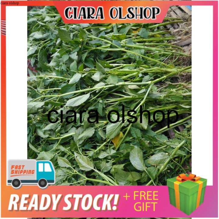 Daun Ciplukan Segar 1KG Cecendet - Obat Herbal Berkhasiat | Lazada ...