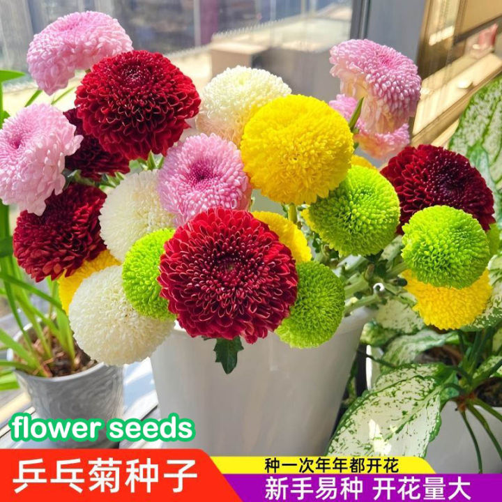 Ping Pong Chrysanthemum Flower Seed Four Seasons Flowering Daisy Seed ...