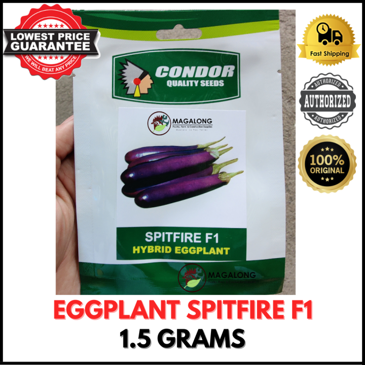 CONDOR SEEDS - EGGPLANT SEEDS - SPITFIRE F1 HYBRID 1.5 Grams | Lazada PH
