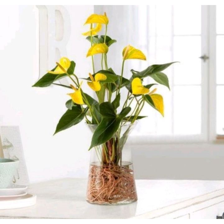 Tanaman hias pohon Anthurium mickey mouse/bunga kuning/pot indoor ...