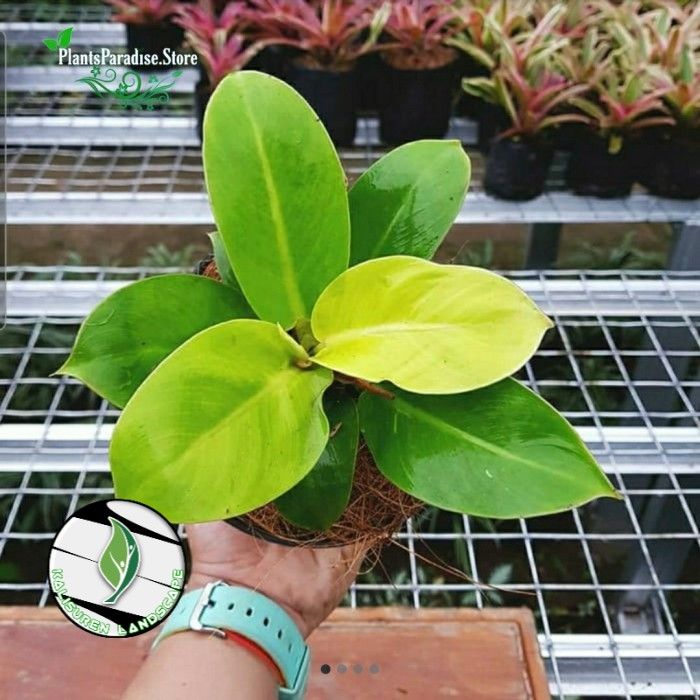 Tanaman hias Philodendron Moonligt - Tanaman hias Philo lemon | Lazada Indonesia