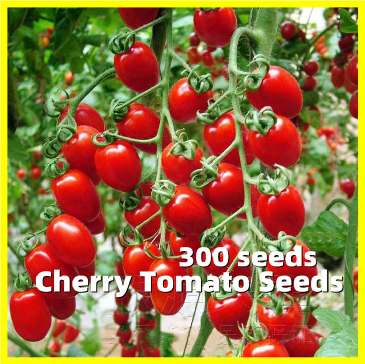 Sweet Cherry Tomato Seeds - Speedy Variety 300 Seeds Dwarf Tomato ...