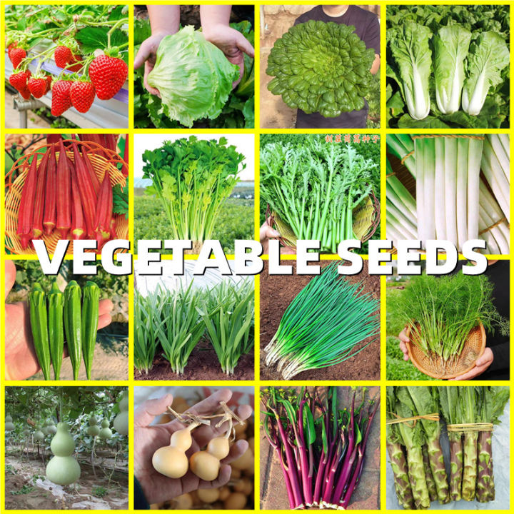 VEGETABLE SEEDS - 34 Kinds of Vegetables Seeds for Planting 菜种子 水果种子 ...