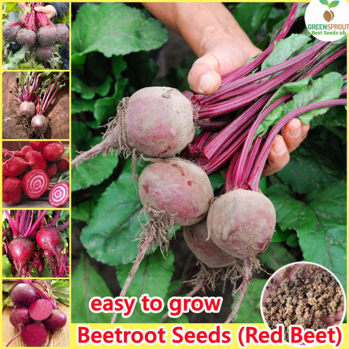Easy to grow | Beetroot Seeds Philippines (150 seeds/pack) buto ng ...