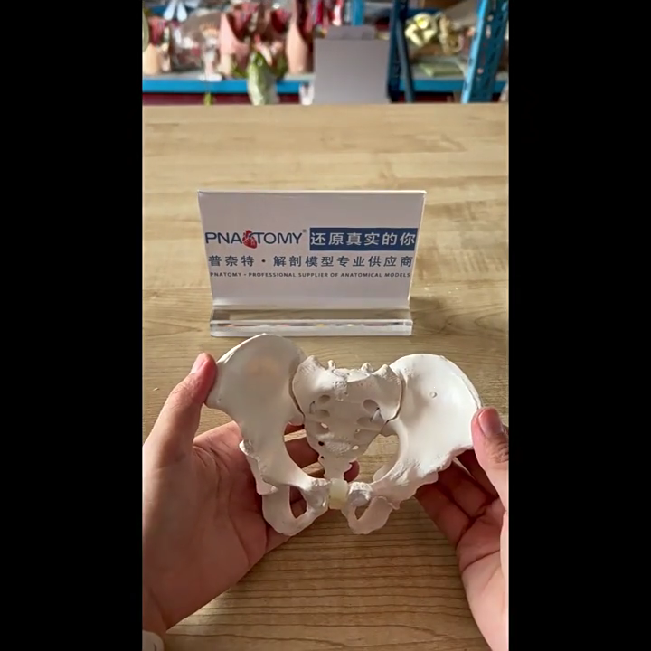 Mini Female Pelvis Model Female Pelvic Model Human Pelvic Model ...