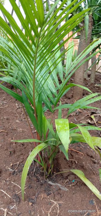 PROMO TANAMAN HIAS PALM MERAH / BIBIT TANAMAN HIAS PALM BATANG MERAH ...