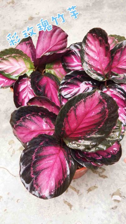Calathea Medillion Pinky Rose/Bunga Calathea/ Pasu Besar/landscape ...