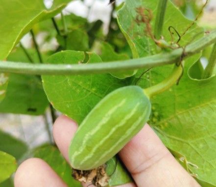 5 pcs benih timun pepasan timun tikus timun padang ivy gourd cucumber ...