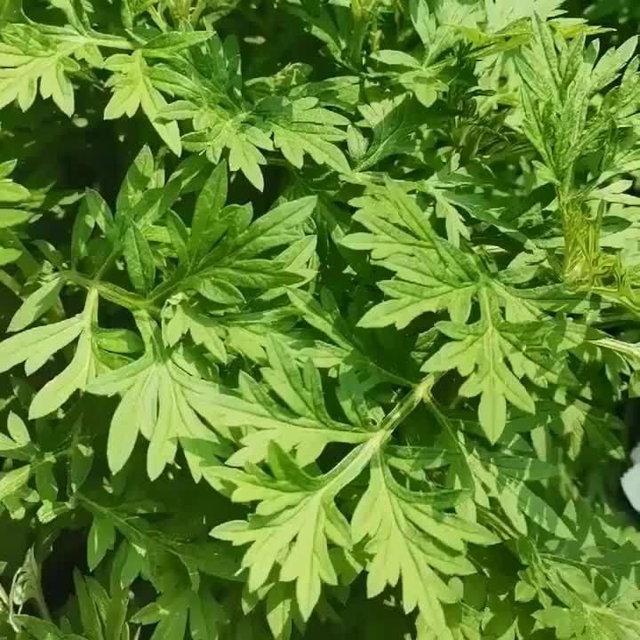 [ Penghantaran Pantas Spot ] Penumbuk Besi Pelindung Badan Tebal Yang ...