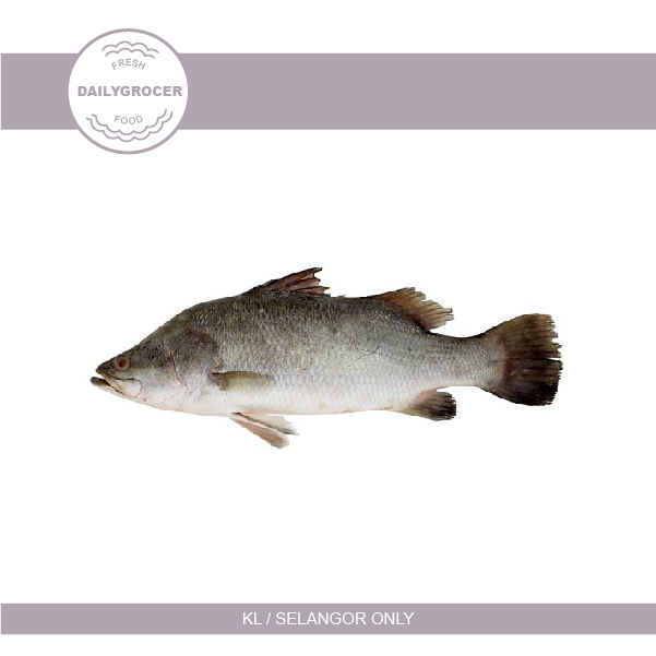 Fresh Seafood Siakap pcs | Lazada