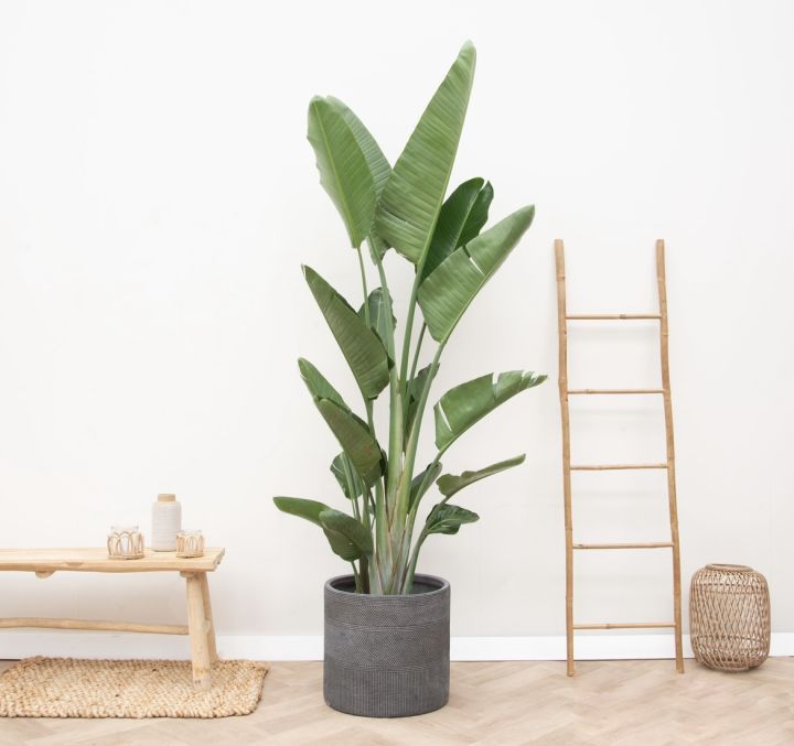 Strelitzia Alba Plant Bird of Paradise Plant - Fresh Gardening Indoor ...