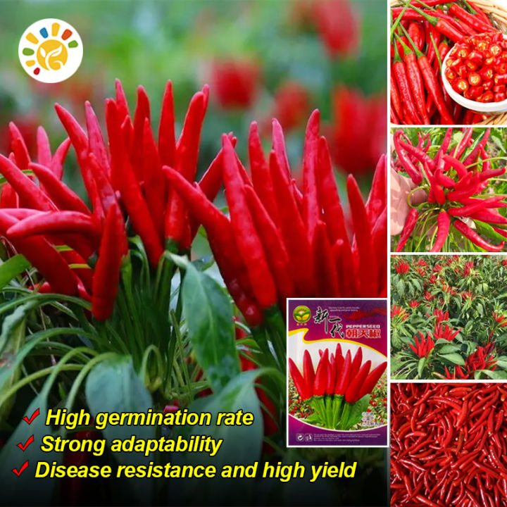 [Easy to plant seeds] 100% Fresh Original Long Chilli Seeds (300 seeds ...