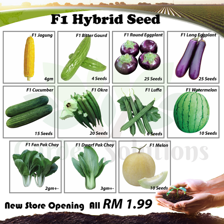 F1 Hybrid seed Benih Sayur HIGH Quality seed Ready Stock | Lazada