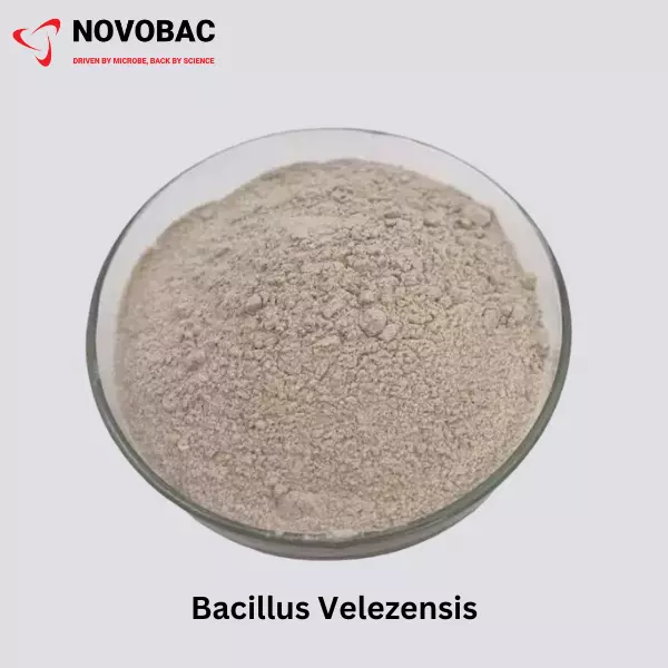 Bacillus Velezensis Powder - Effective against Plant Pathogens And ...