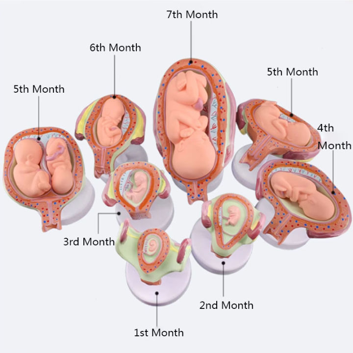 Human Fetal Development Anatomical Model Baby Fetus Foetus Pregnancy ...