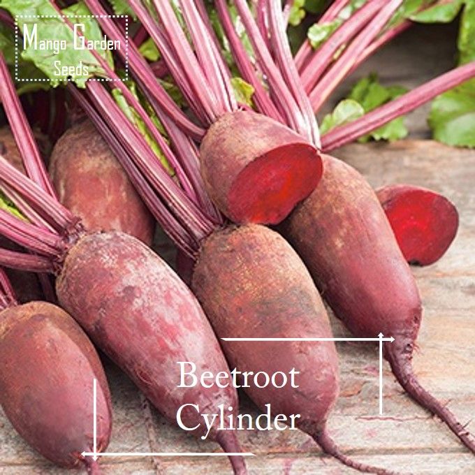 *Rare* Beot Cylinder pcs - 20 pc *Pot Friendly* Tanam Pasu, Long Beot ...